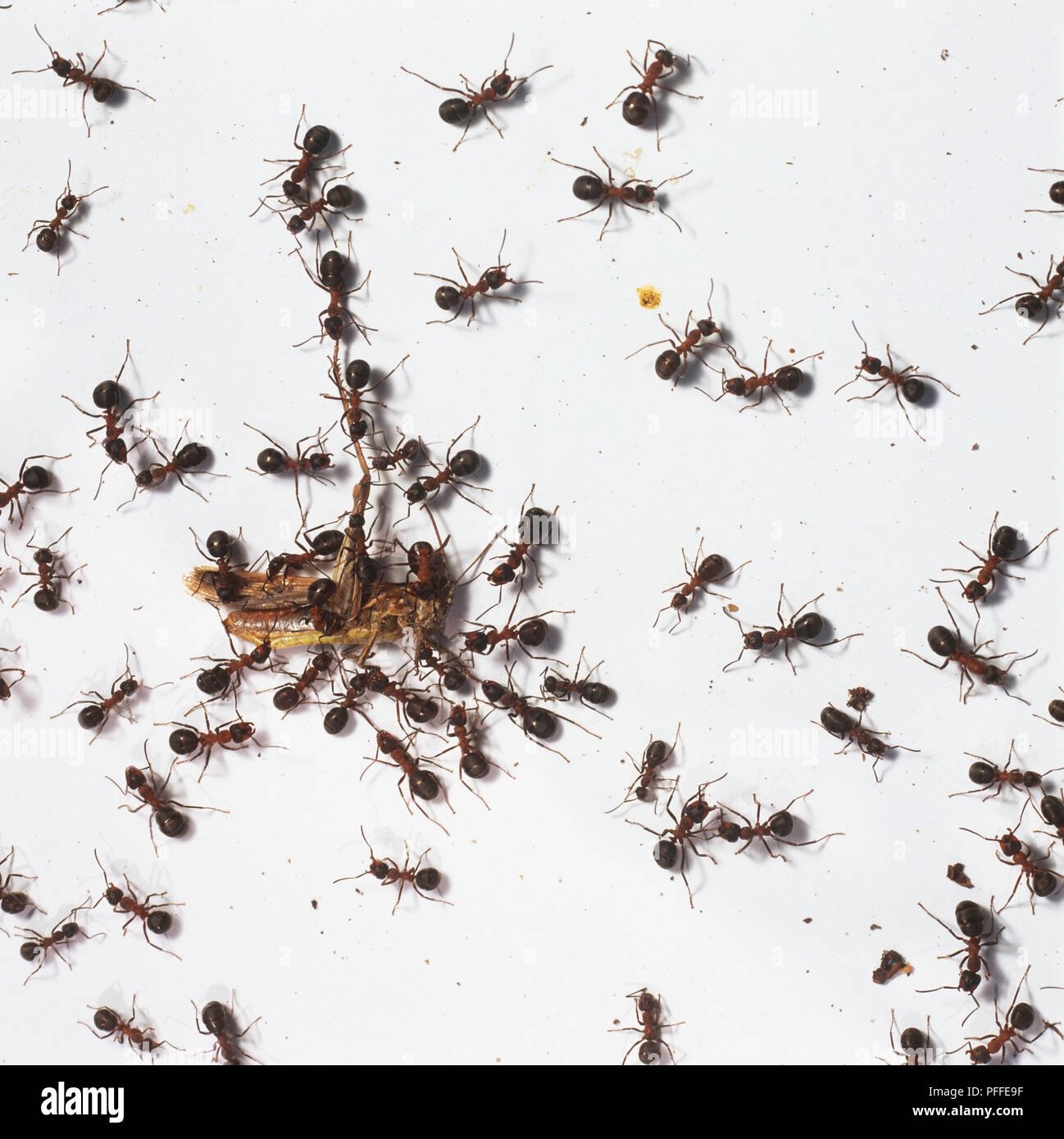 Social insects hi-res stock photography and images - Alamy