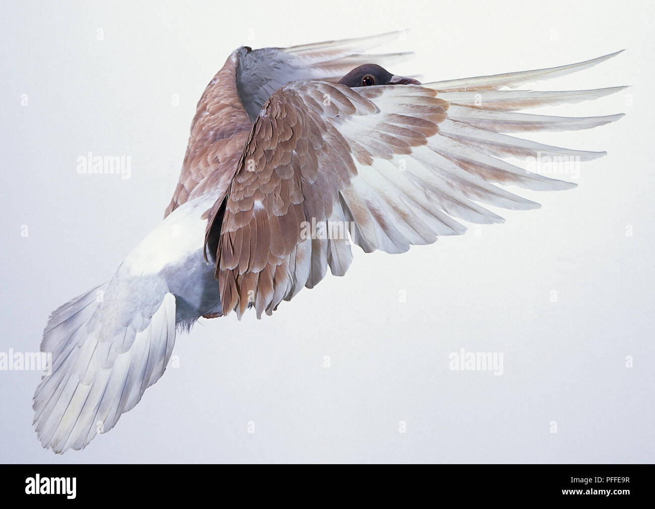 Lift And Propulsion High Resolution Stock Photography and Images - Alamy