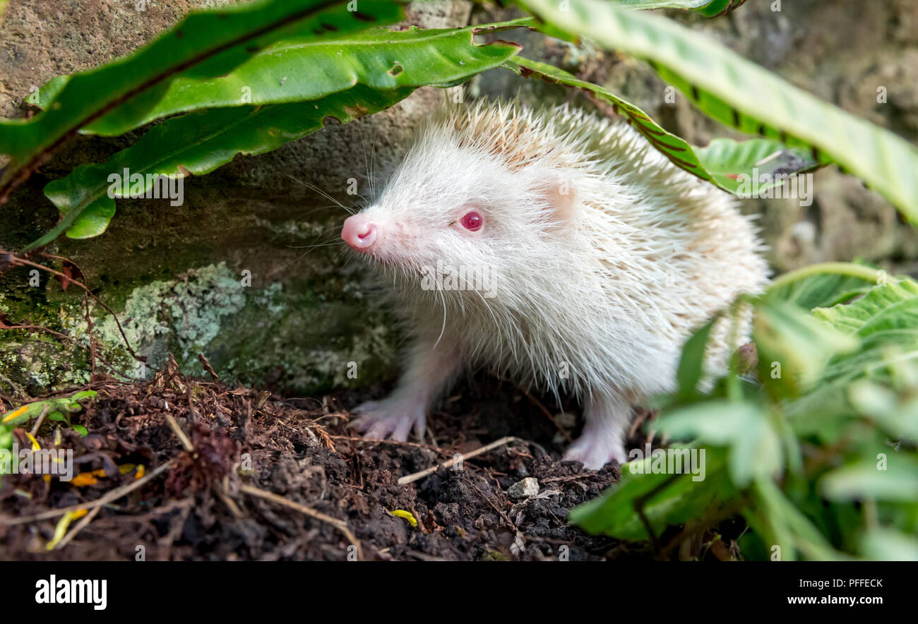 Rare white hedgehog hi-res stock photography and images - Alamy