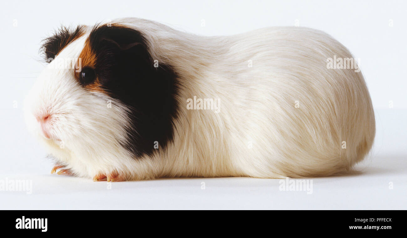 White Guinea Pig With Black Ears And Light Brown Markings Around The ...