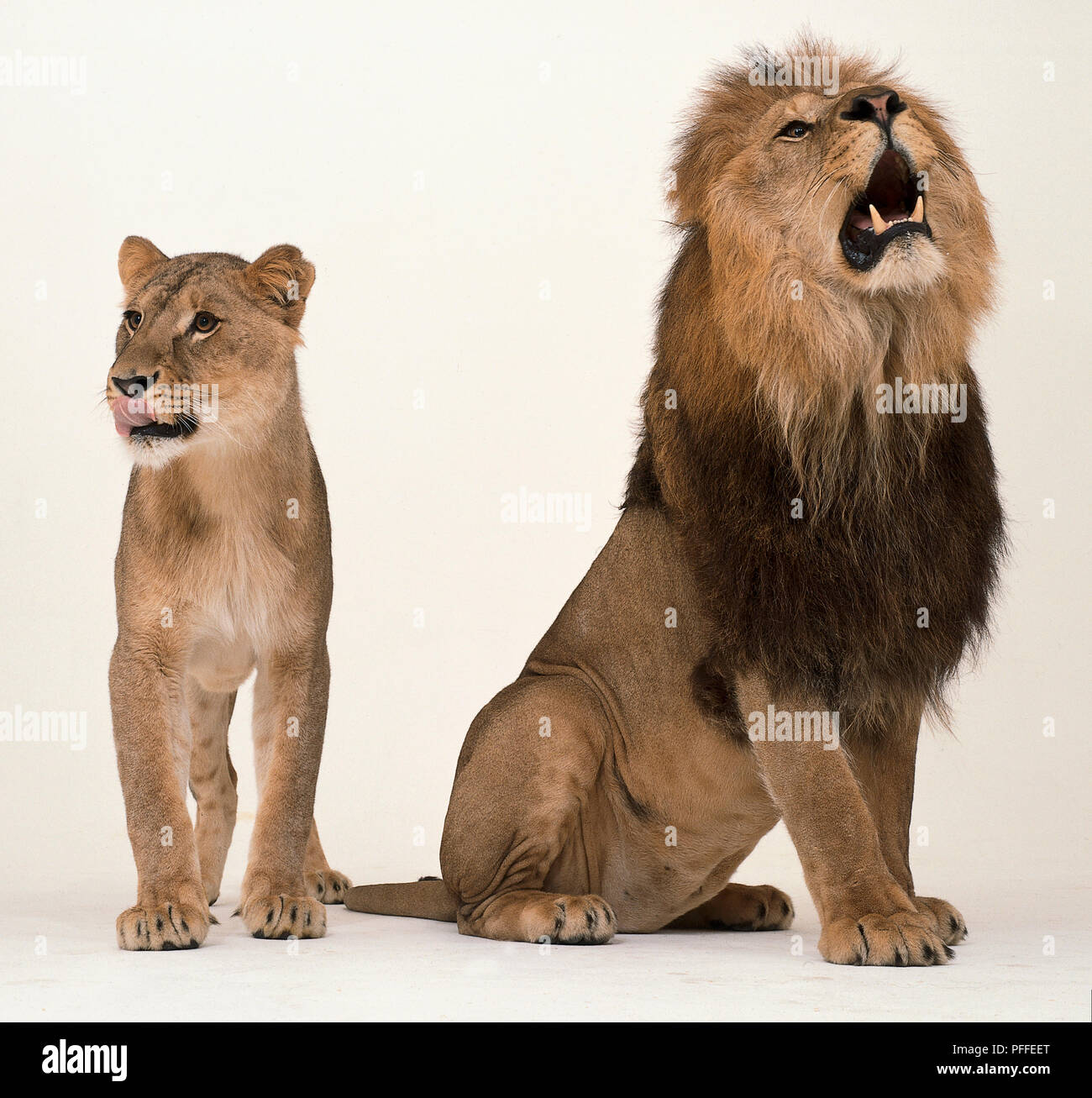 Lioness Roaring At Lion