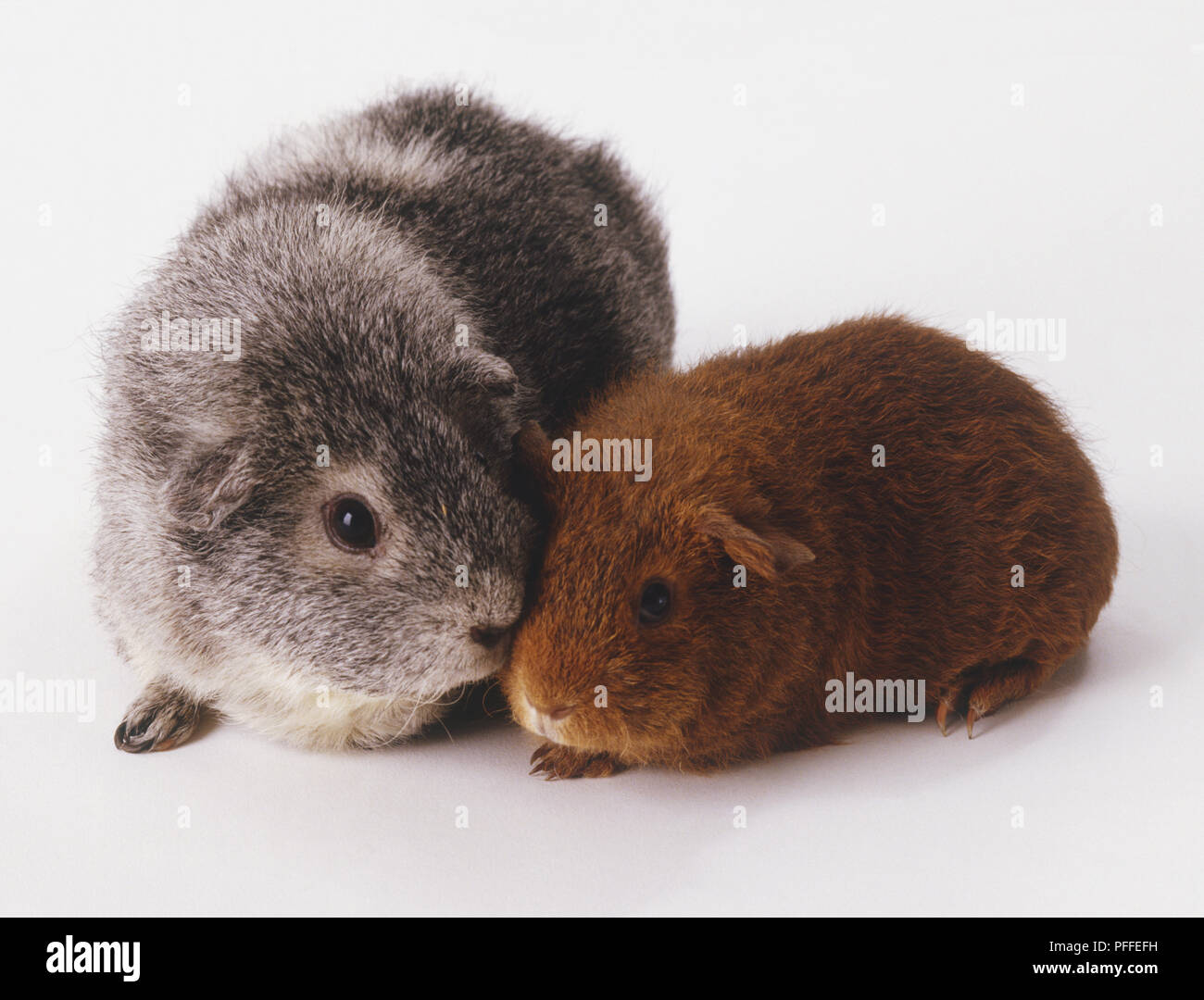 Two Rex Guinea Pigs (Cavia porcellus), one ruby coloured and the other ...