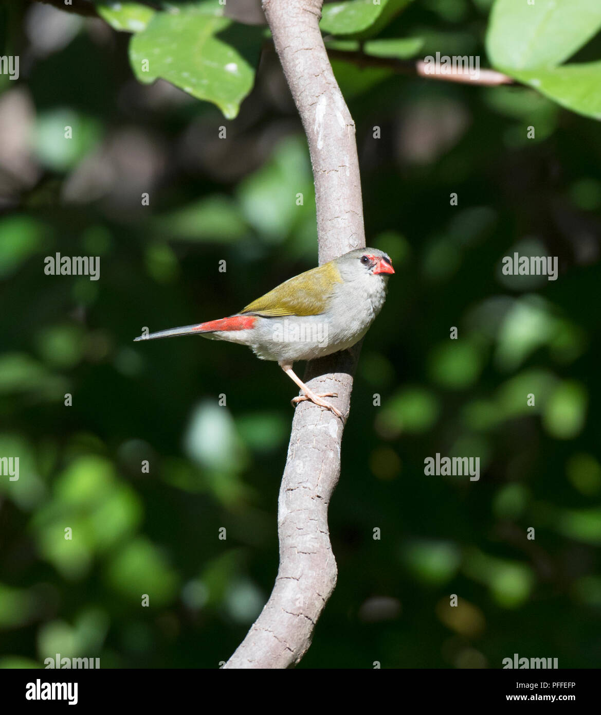 Red browed firetail finch hi-res stock photography and images - Alamy