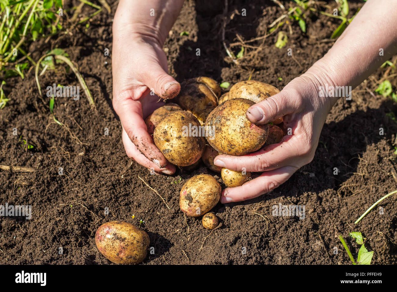 How to harvest potato hi-res stock photography and images - Alamy