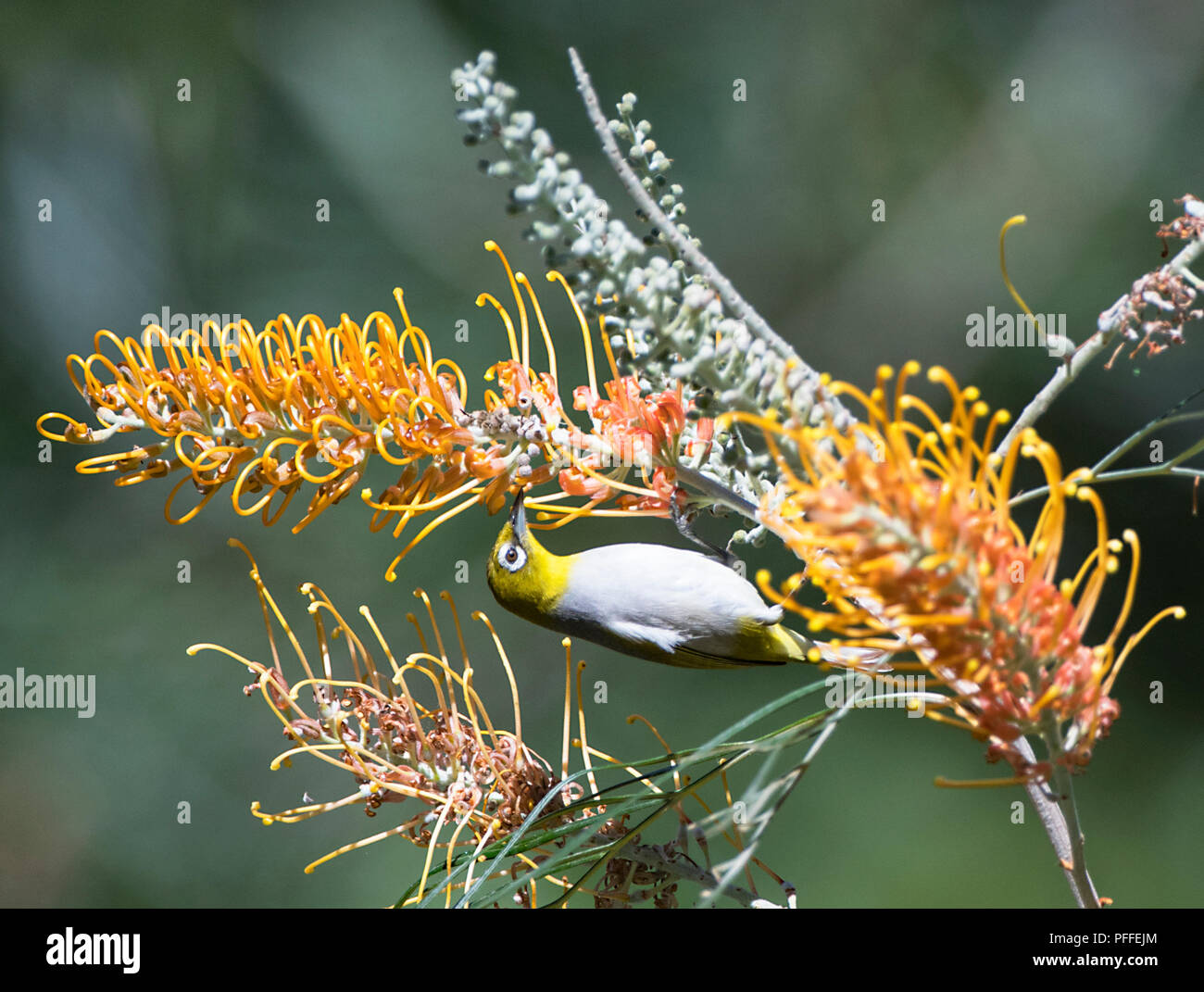 Silvereye (Zosterops lateralis) pollinating grevillea flowers, Julatten ...