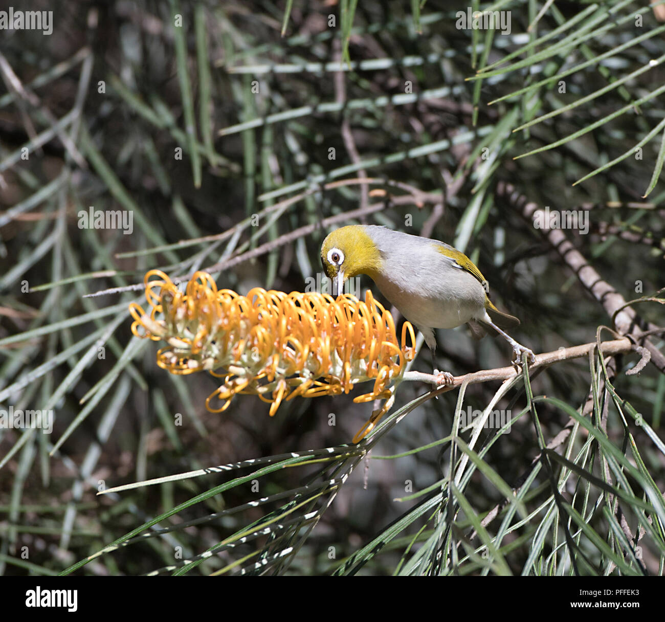 Queensland silvereye zosterops lateralis hi-res stock photography and ...