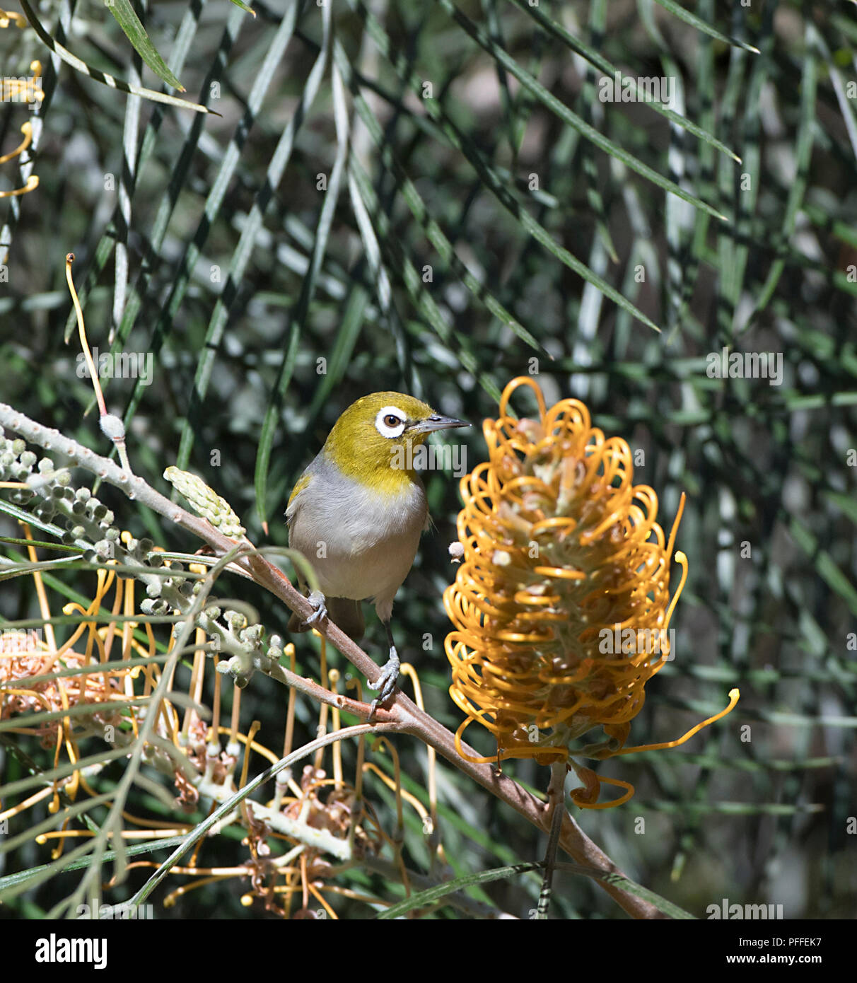 Queensland silvereye hi-res stock photography and images - Alamy