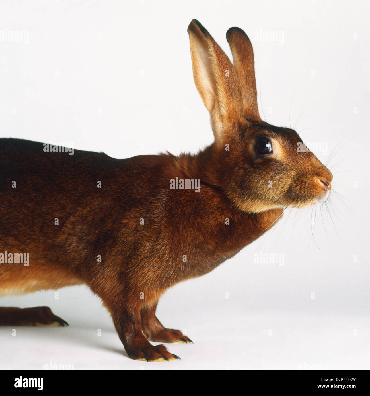 Belgian Hare Texas