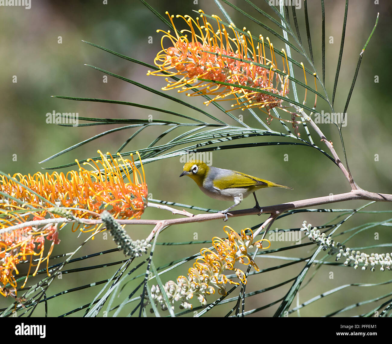 Silvereye (Zosterops lateralis) perched on grevillea flowers, Julatten ...