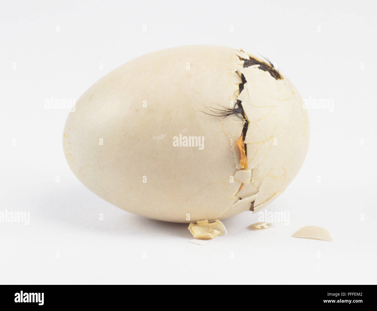 Hatching ducks hi-res stock photography and images - Alamy