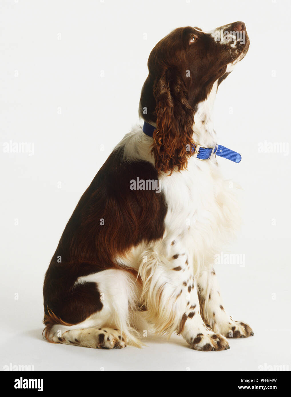 English Springer Spaniel Dog (Canis familiaris) sitting and looking up ...