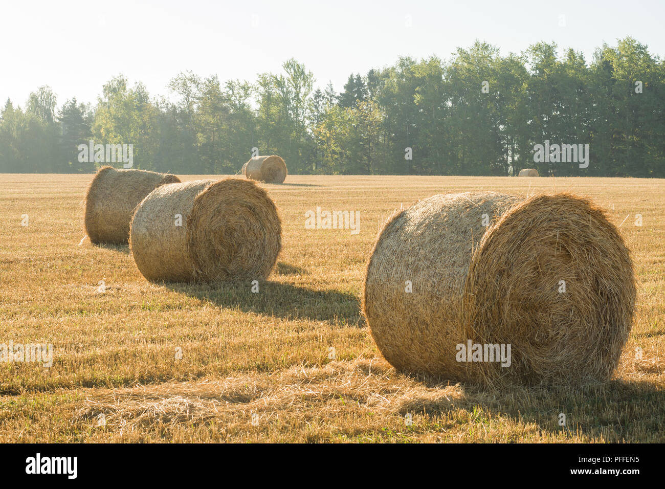 Beautiful Summer Farm Scenery with Haystacks. Agriculture Concept Stock ...