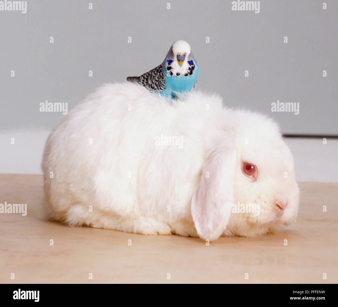 Floppy eared white Rabbit (Leporidae) with blue Budgerigar ...