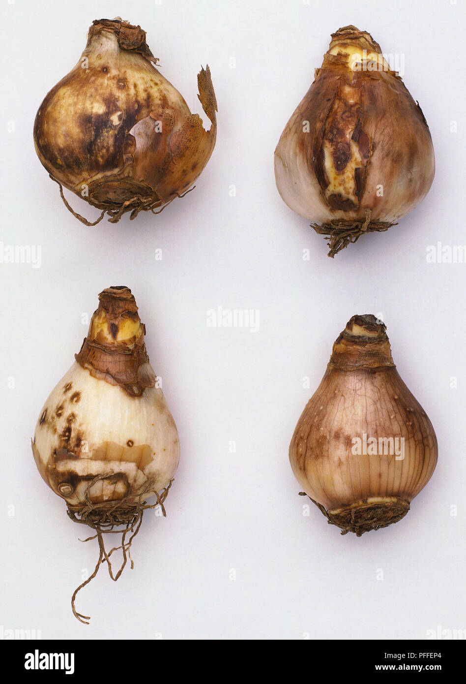 Poor example of daffodil bulb (single-nosed) showing no tunic and ...