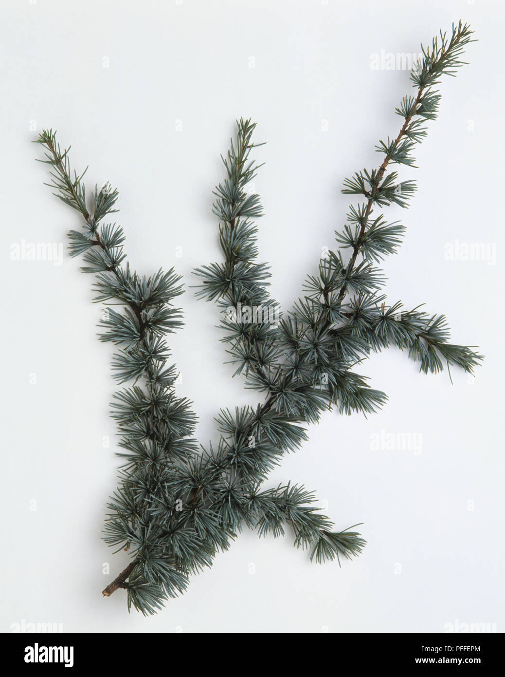 Vertical shot branch pine hi-res stock photography and images - Alamy