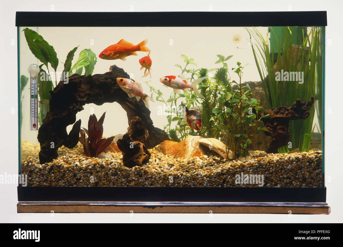Fish in fish tanks Stock Photo - Alamy