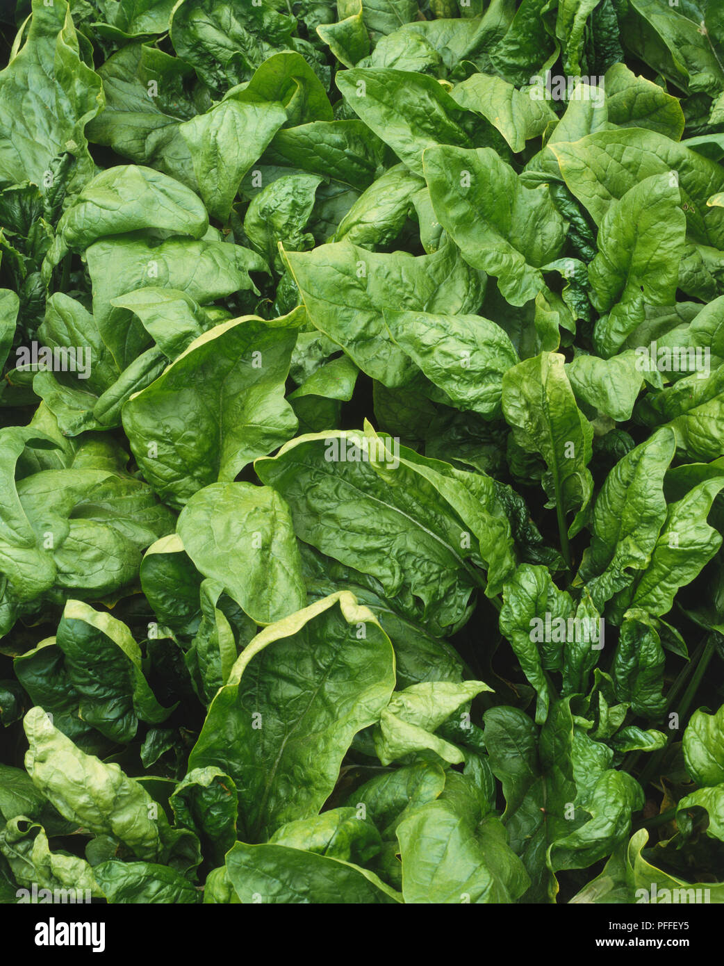 Spinacia oleracea, Spinach growing in soil Stock Photo - Alamy