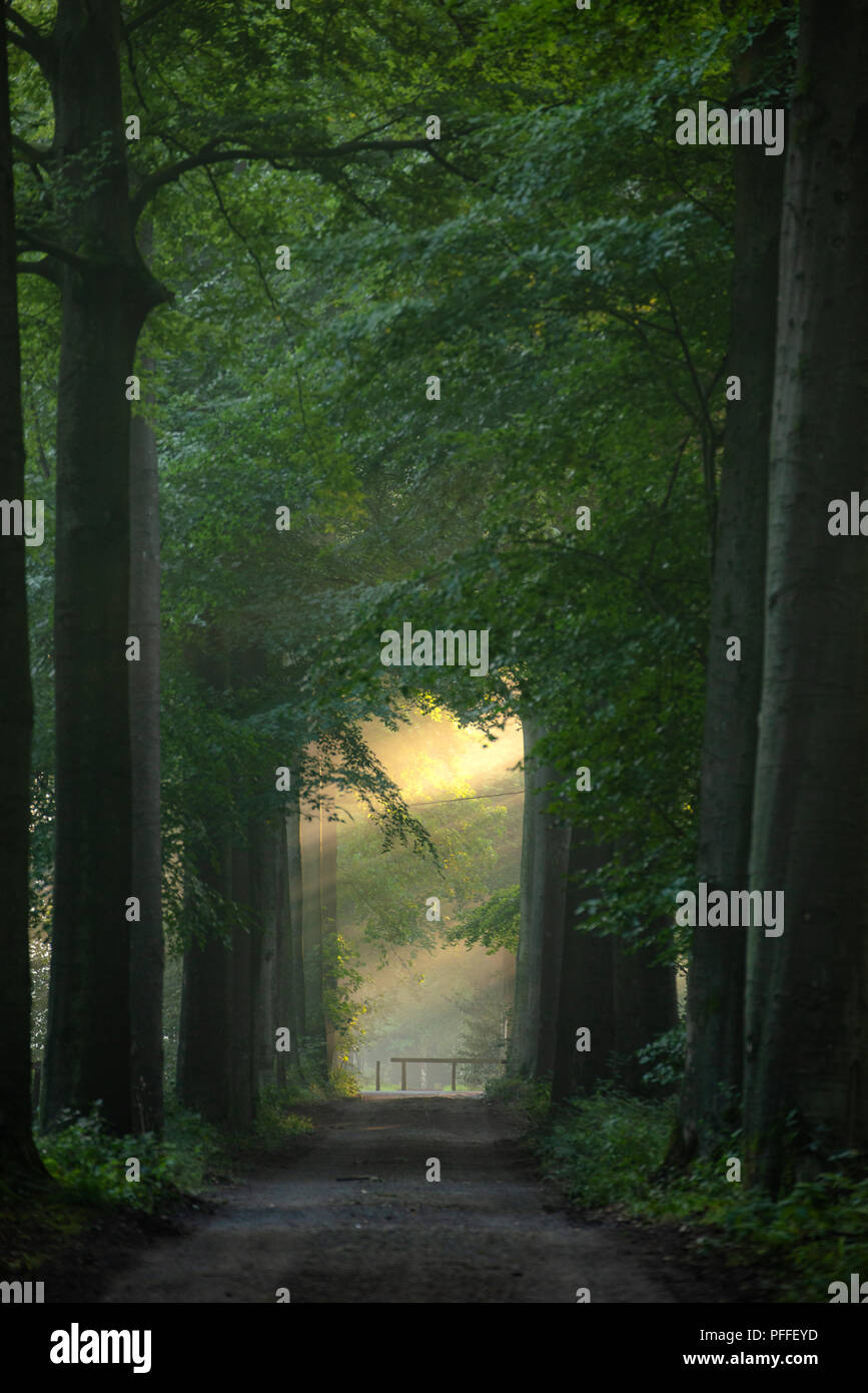 Light rays in forest hi-res stock photography and images - Alamy