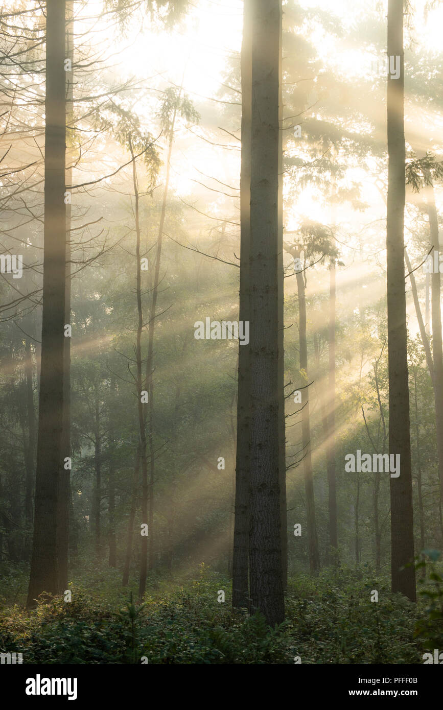 Light rays in forest hi-res stock photography and images - Alamy