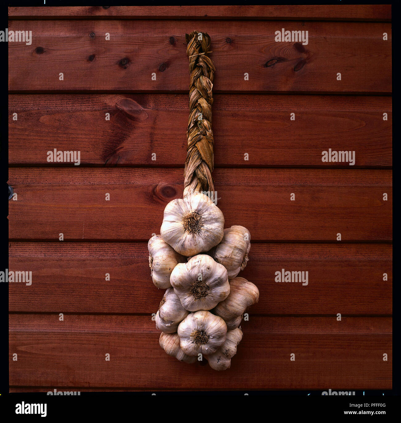 Bunch of garlic with plaited leaves, hanging against wooden fencing ...