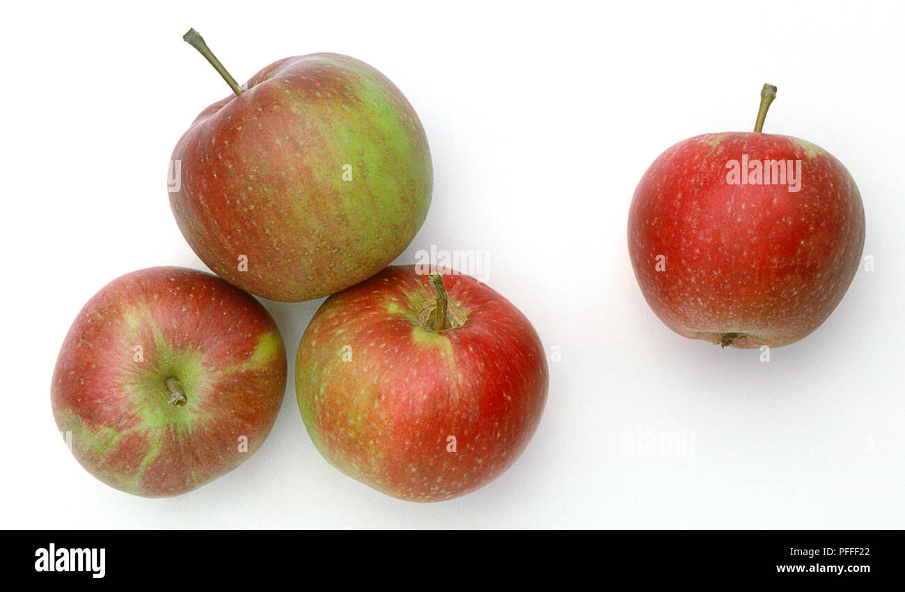 Malus domestica 'George Cave', apples from Essex, England Stock Photo ...