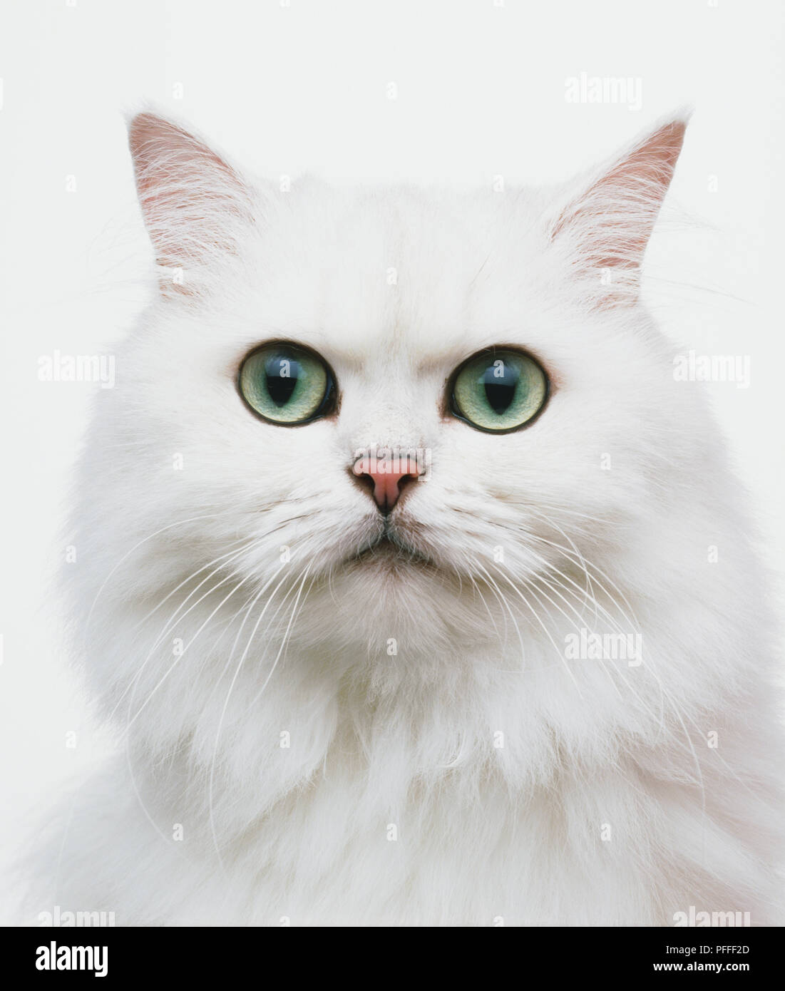 The facial characteristics of the Chinchilla Longhair: large blue-green ...