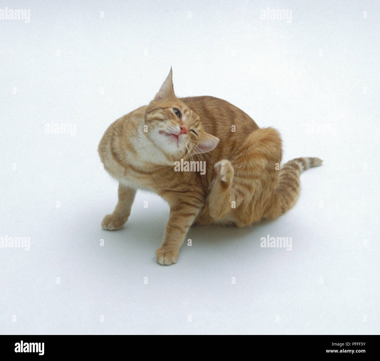 Ginger tabby cat scratching ear with back leg Stock Photo - Alamy