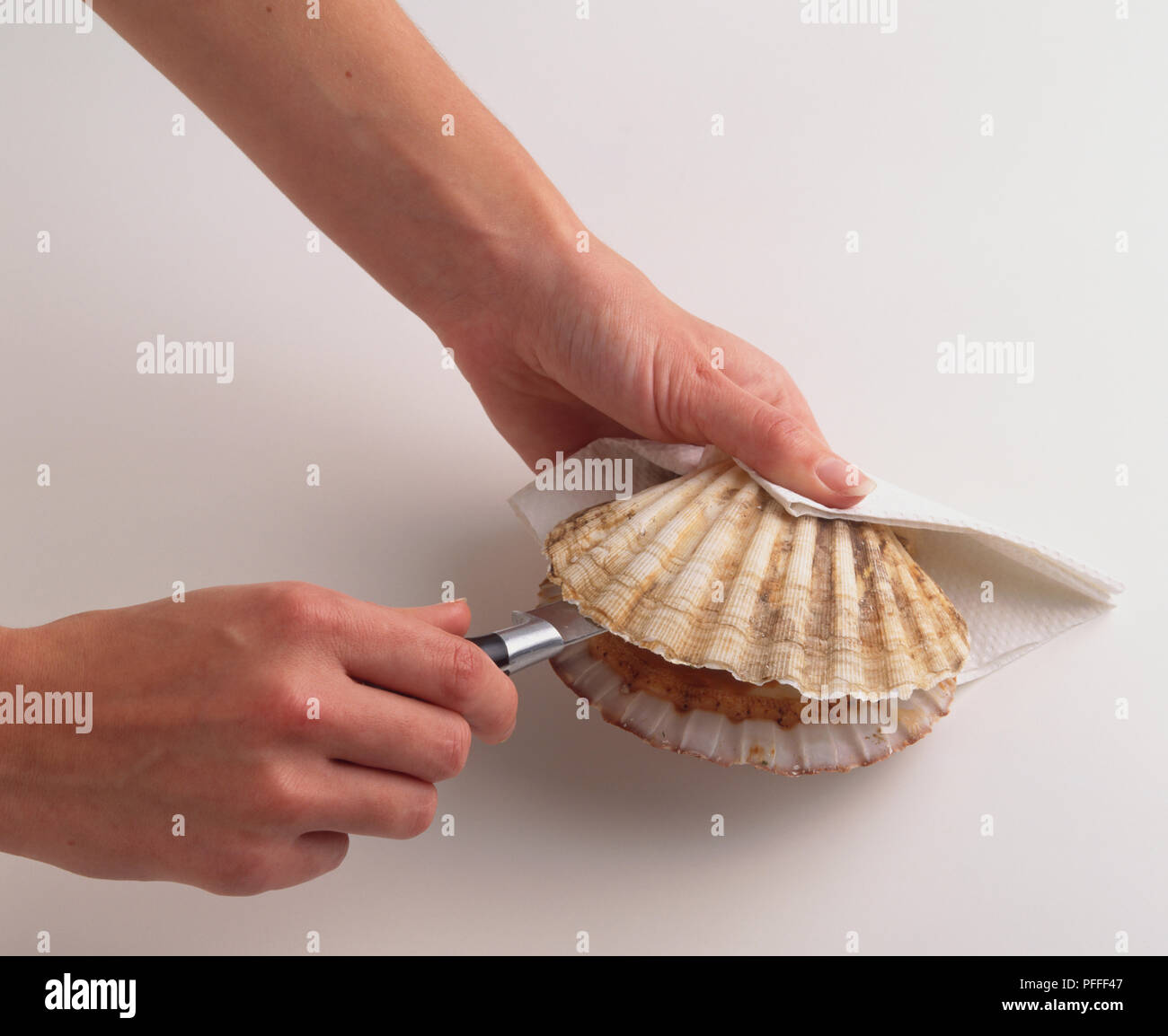 Hands prising apart and opening scallop shell with blunt knife Stock ...