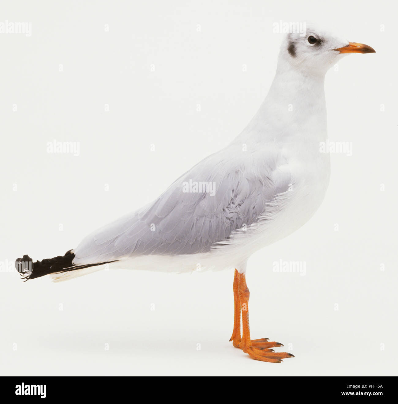 Common Seagull (Larus canus), side view Stock Photo - Alamy