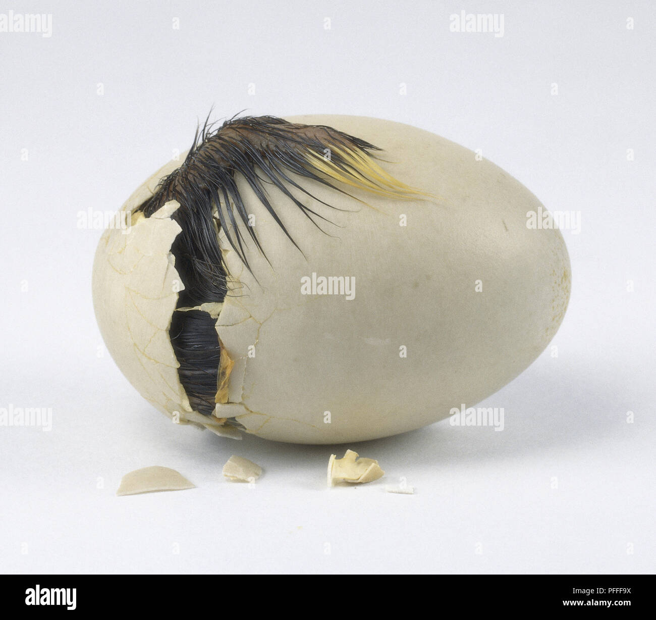 3 - Duckling cracking open egg Stock Photo - Alamy