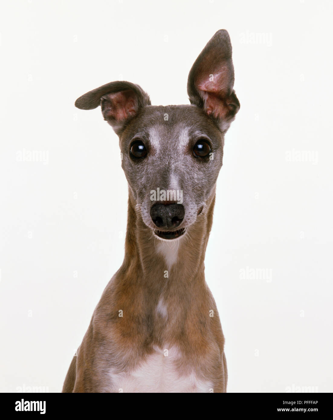 Head of whippet, one ear pricked up, front view Stock Photo - Alamy