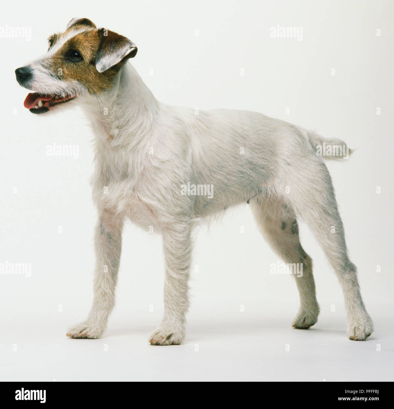 Jack Russell Terrier (Canis familiaris) standing, side view Stock Photo ...