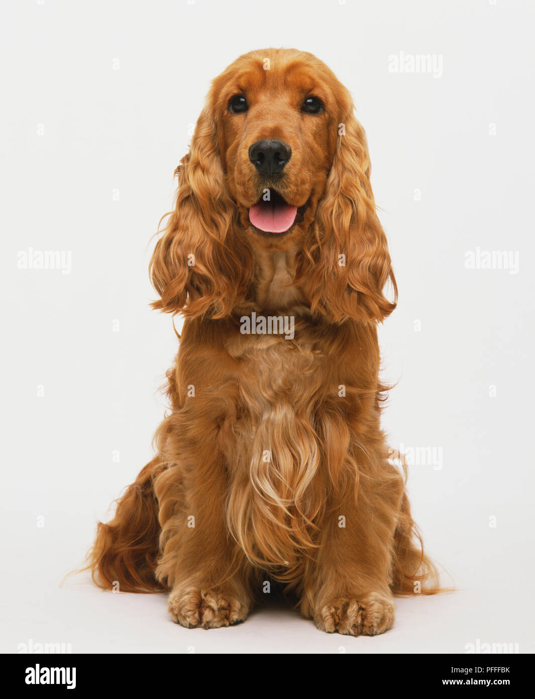 Cocker spaniel gundogs hi-res stock photography and images - Alamy