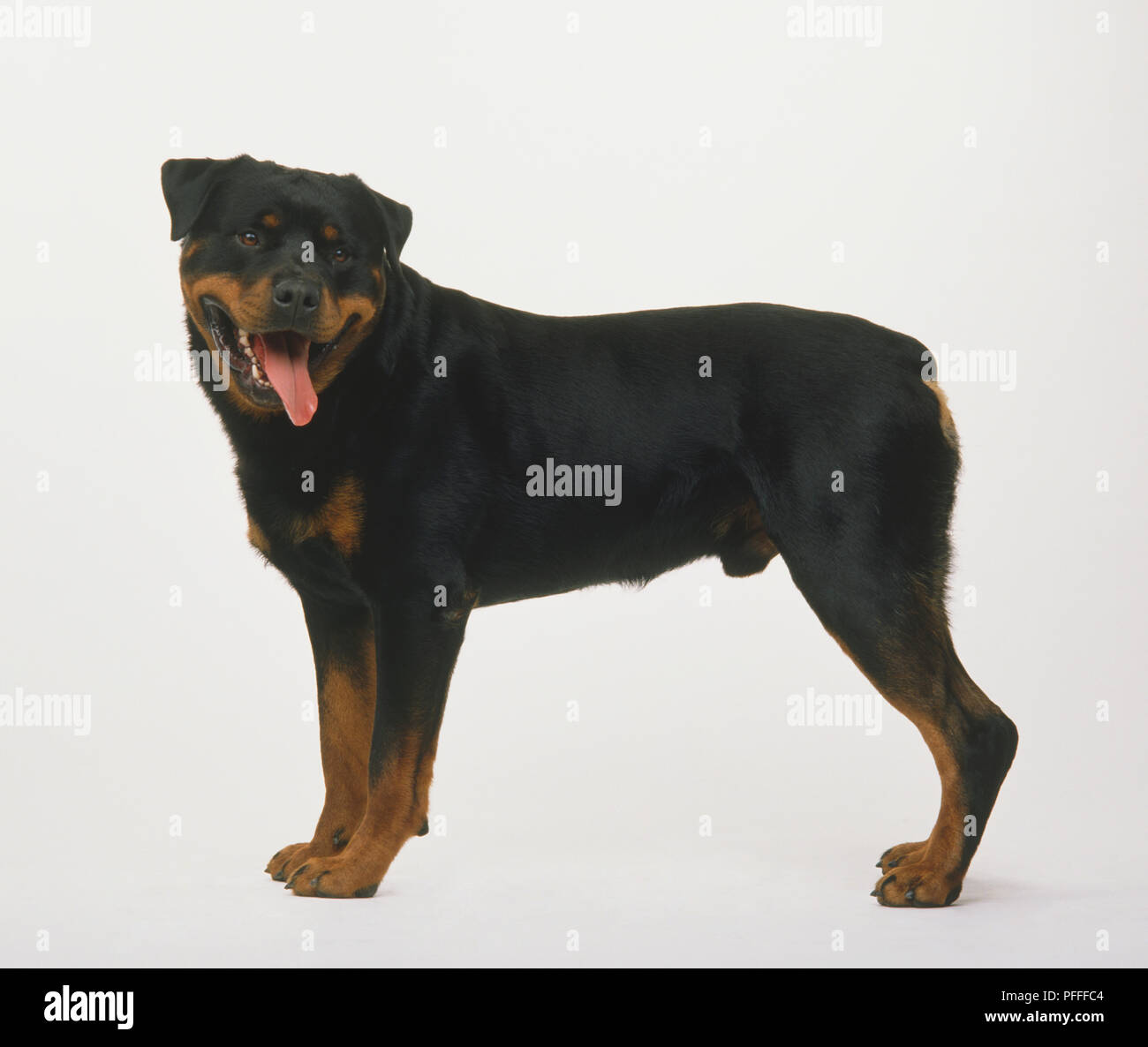 Side of Rottweiler, standing with head turned round Stock Photo - Alamy