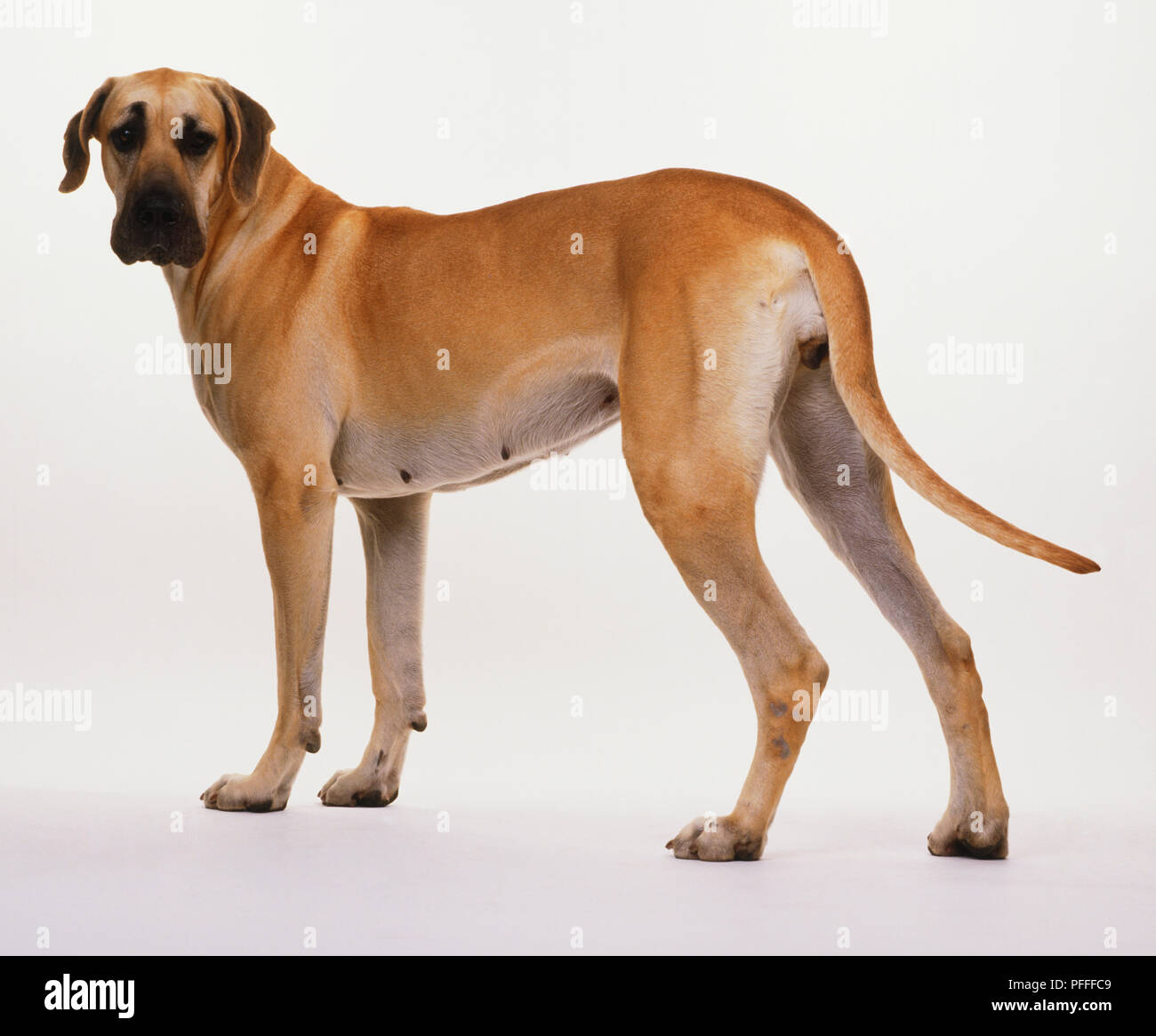 Great Dane (Canis familiaris), female dog standing, facing front, side ...