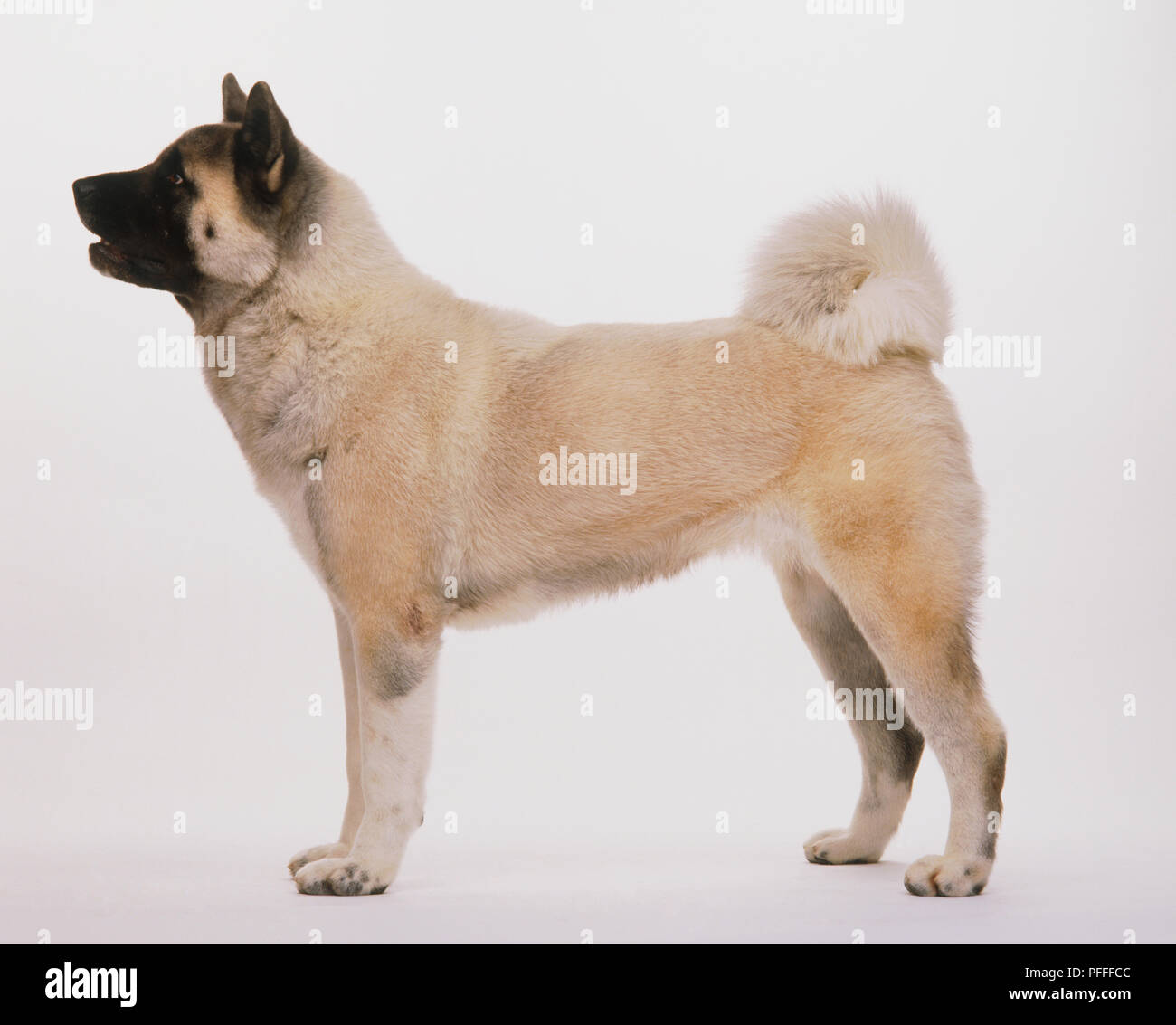 Japanese spitz colour hi-res stock photography and images - Alamy