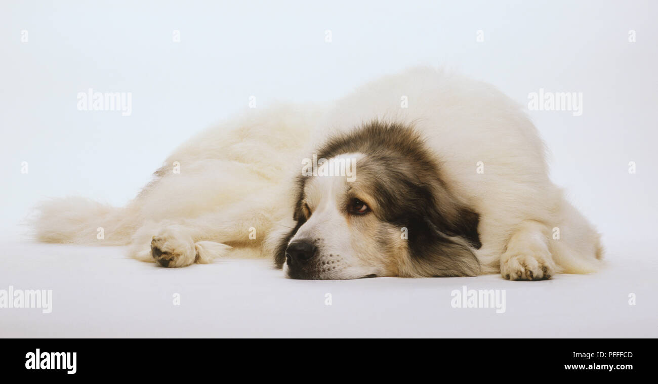Great pyrenees dog or pyrenean mountain dog hi-res stock photography ...