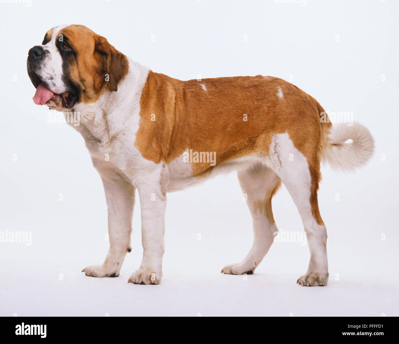 St Bernard (Canis familiaris) standing, side view Stock Photo - Alamy