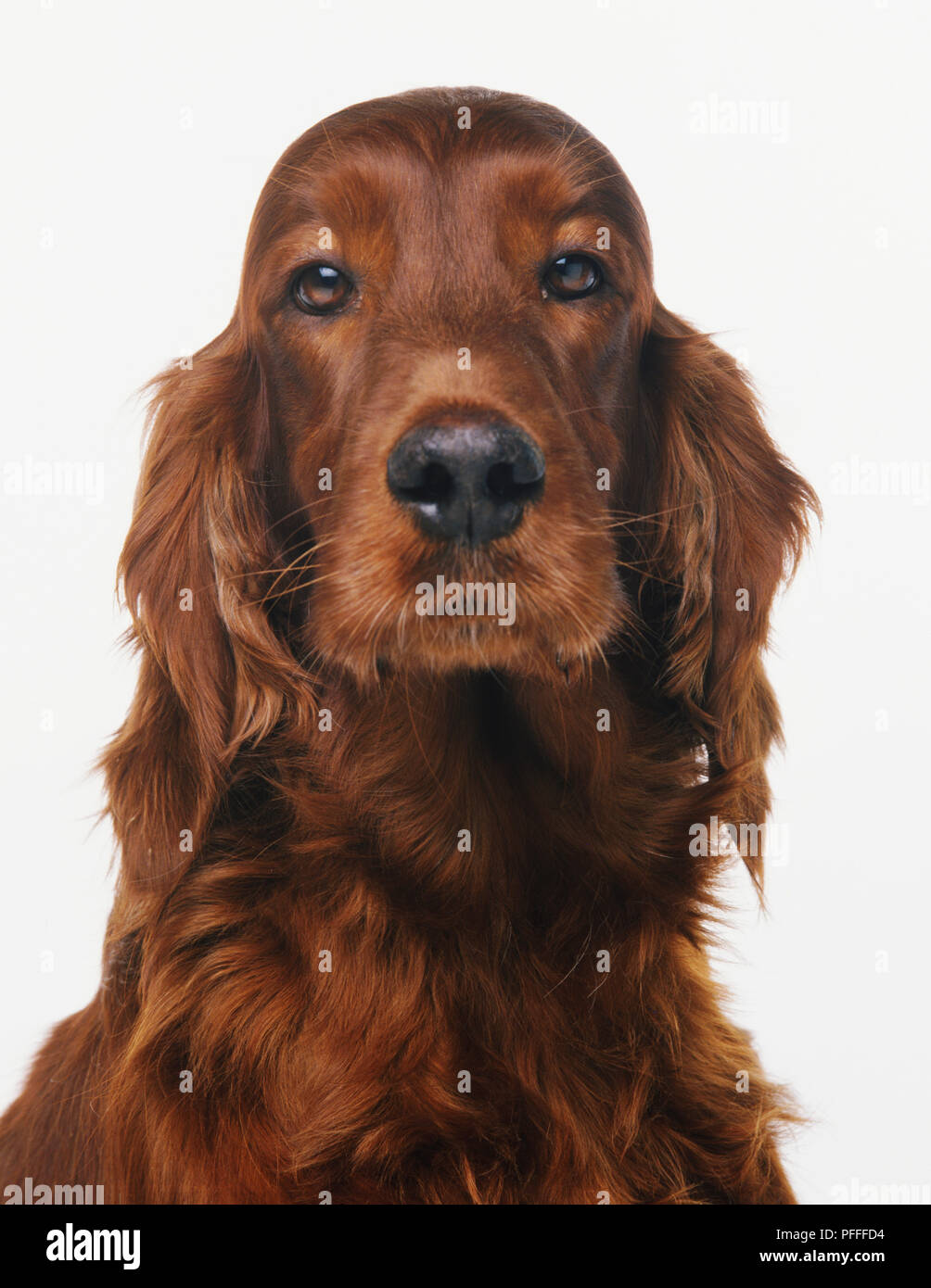 Face of Red Setter Stock Photo - Alamy