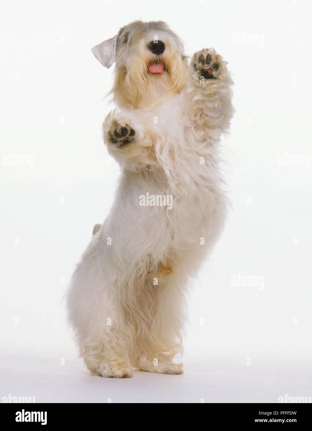 Standing facing front on hind legs Stock Photo - Alamy