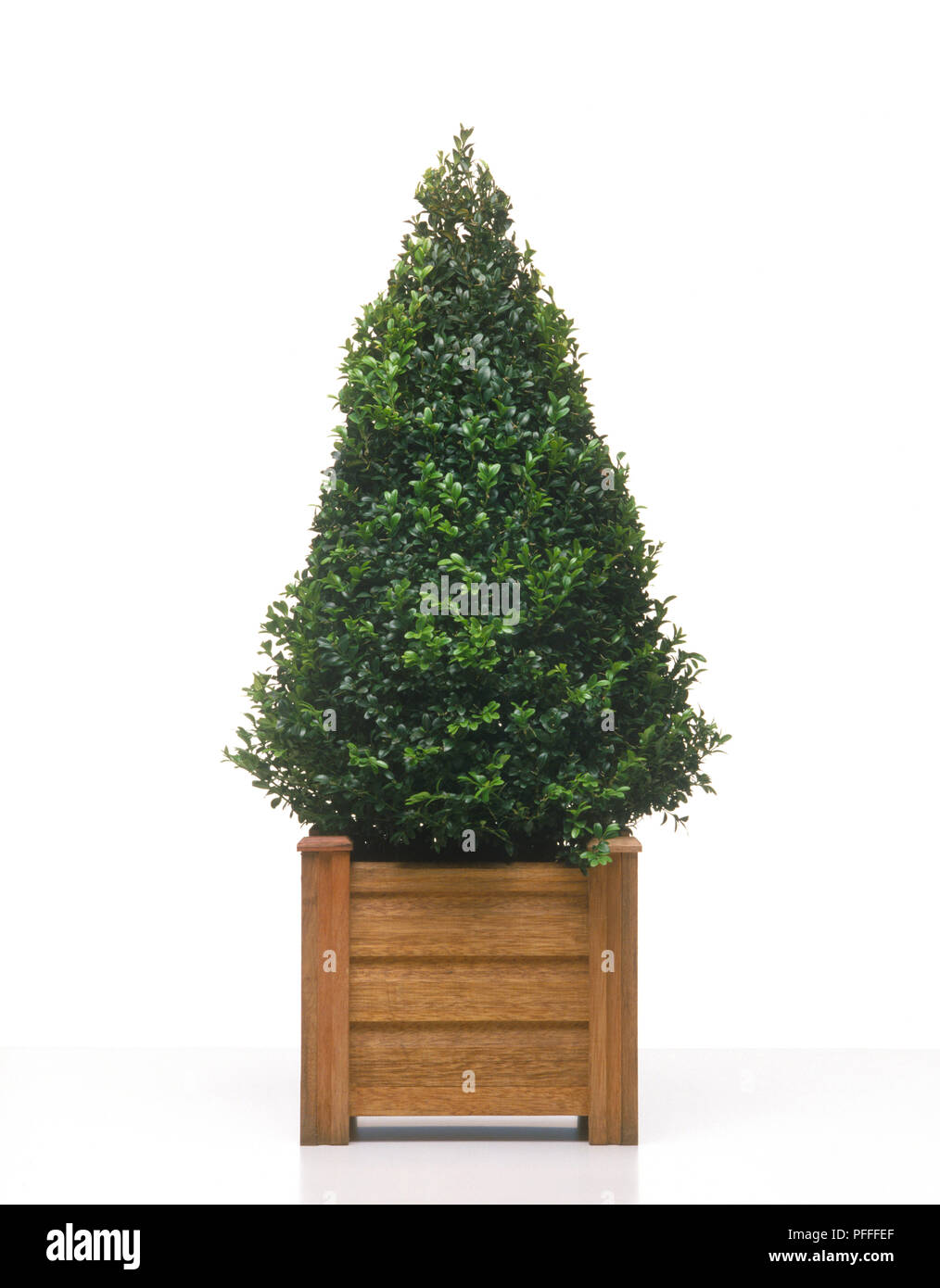Pot container buxus hi-res stock photography and images - Alamy
