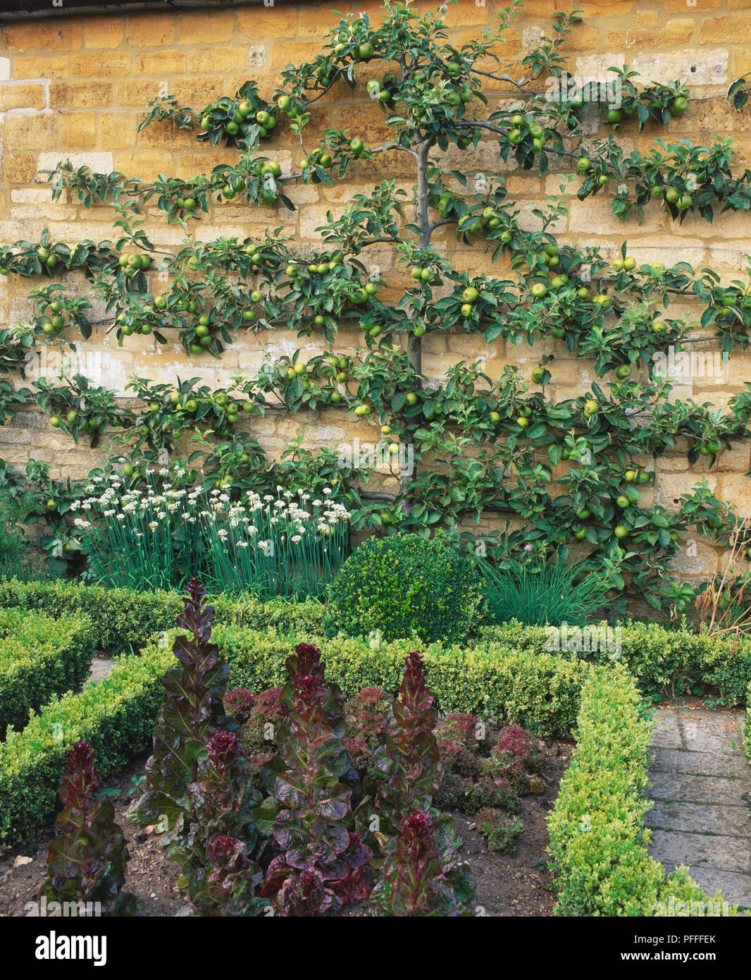 Apple tree against wall in formal garden Stock Photo - Alamy