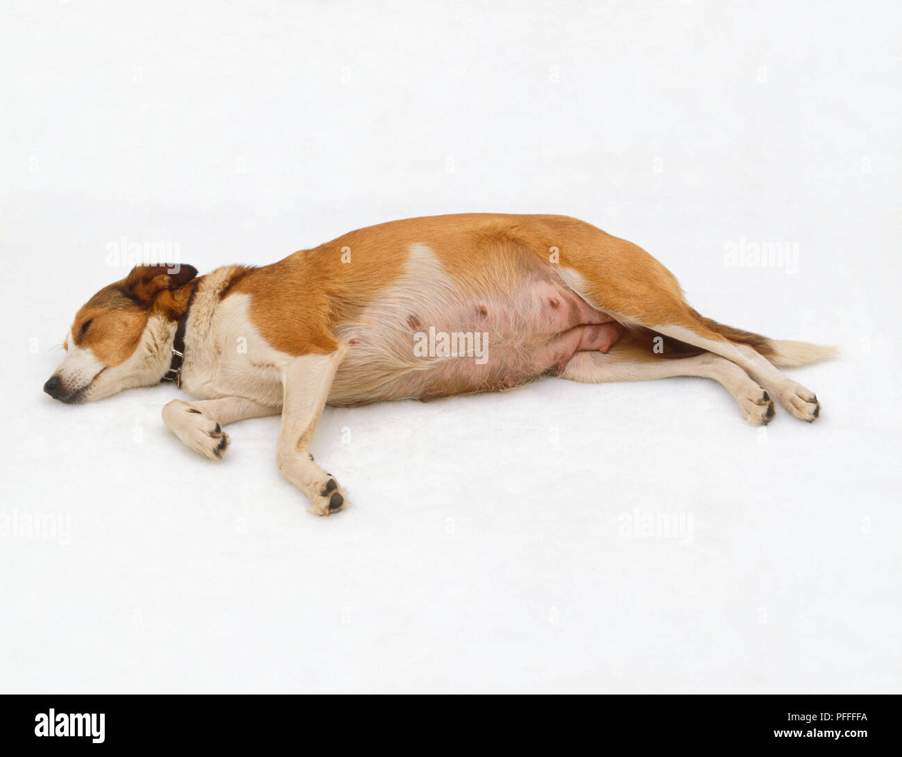 Pregnant dog lying on side Stock Photo - Alamy