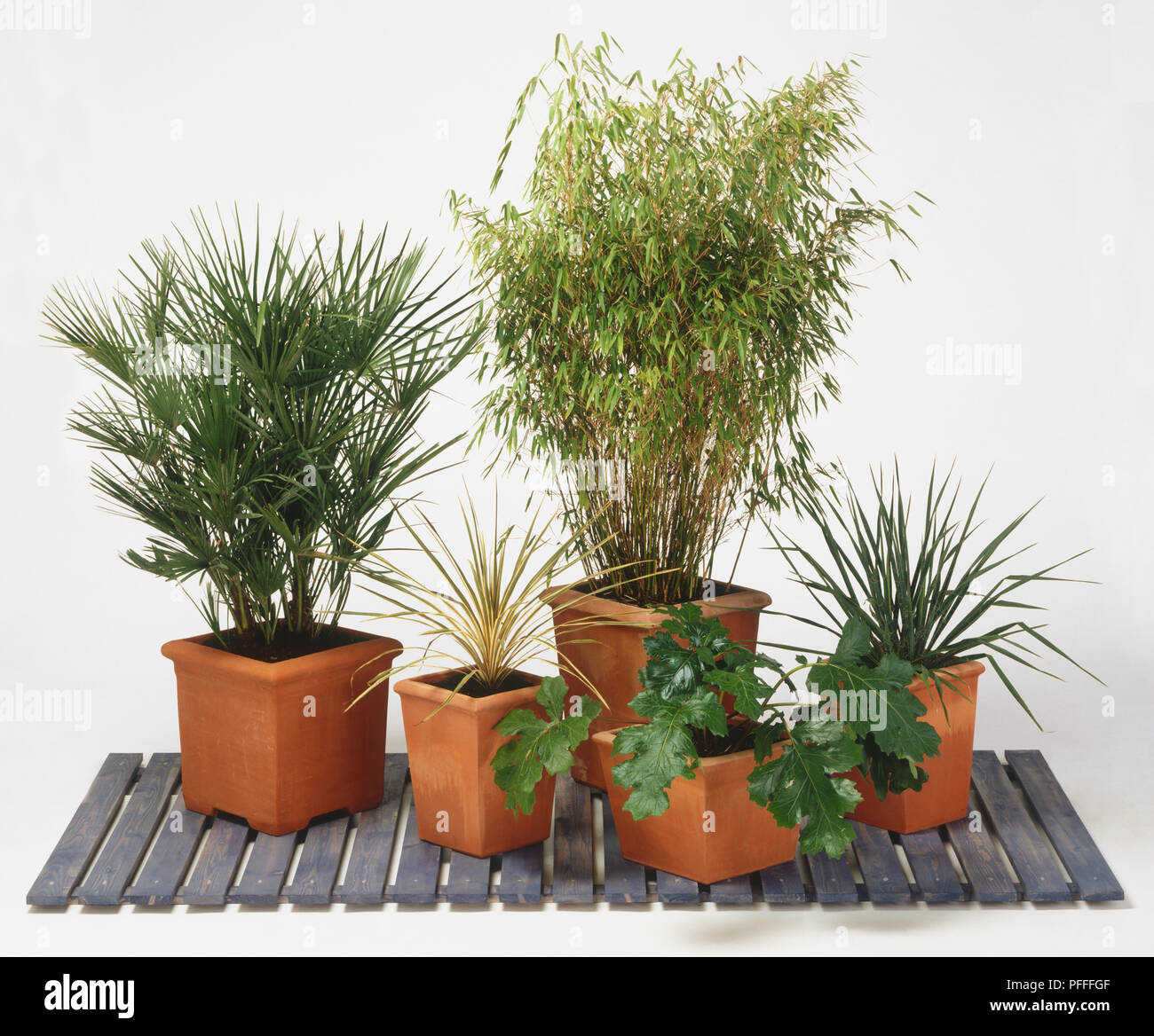 Selection of potted plants Stock Photo - Alamy