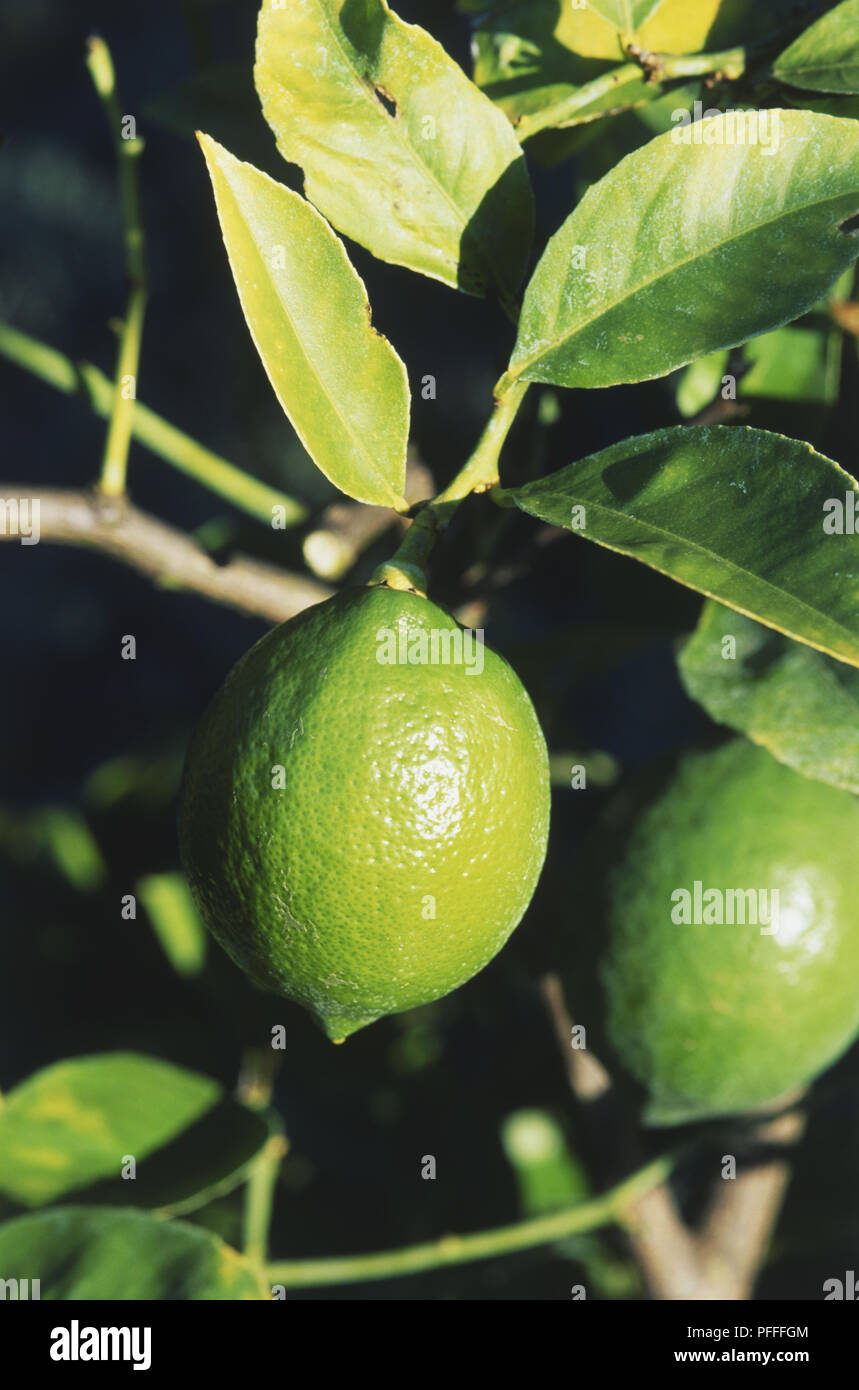 Lemons citrus sp hanging on the tree hi-res stock photography and ...