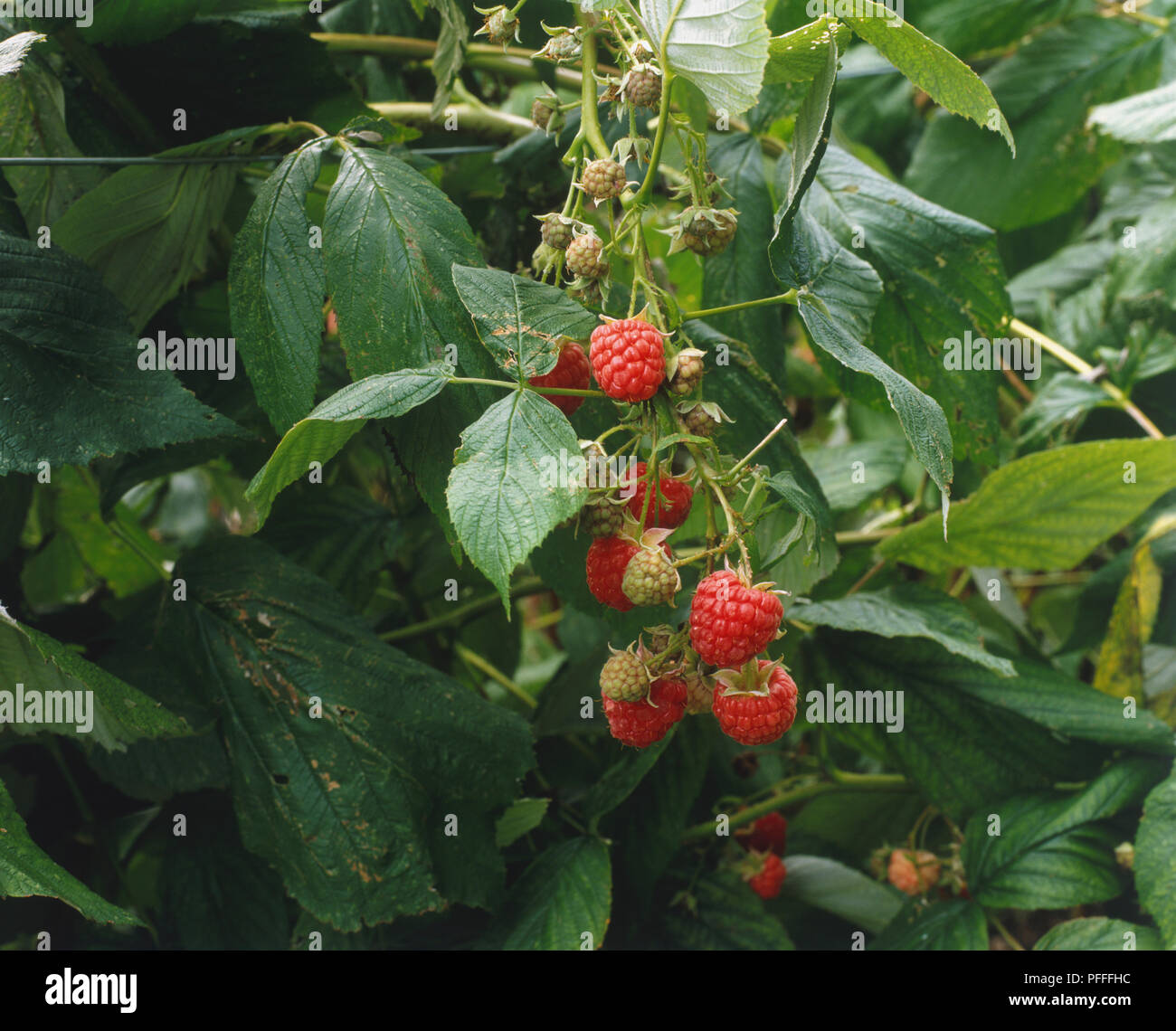 Rubus idaeus, Raspberry, bunch of ripe red fruits hanging from branch ...