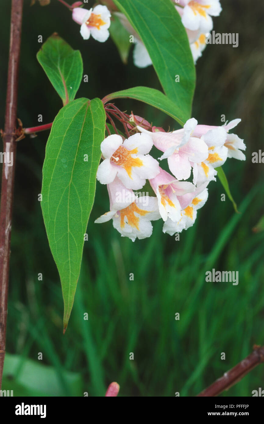 Dipelta floribunda hi-res stock photography and images - Alamy