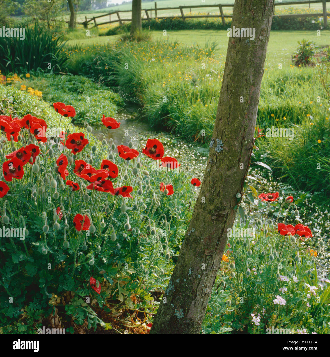Spotted poppy hi-res stock photography and images - Alamy