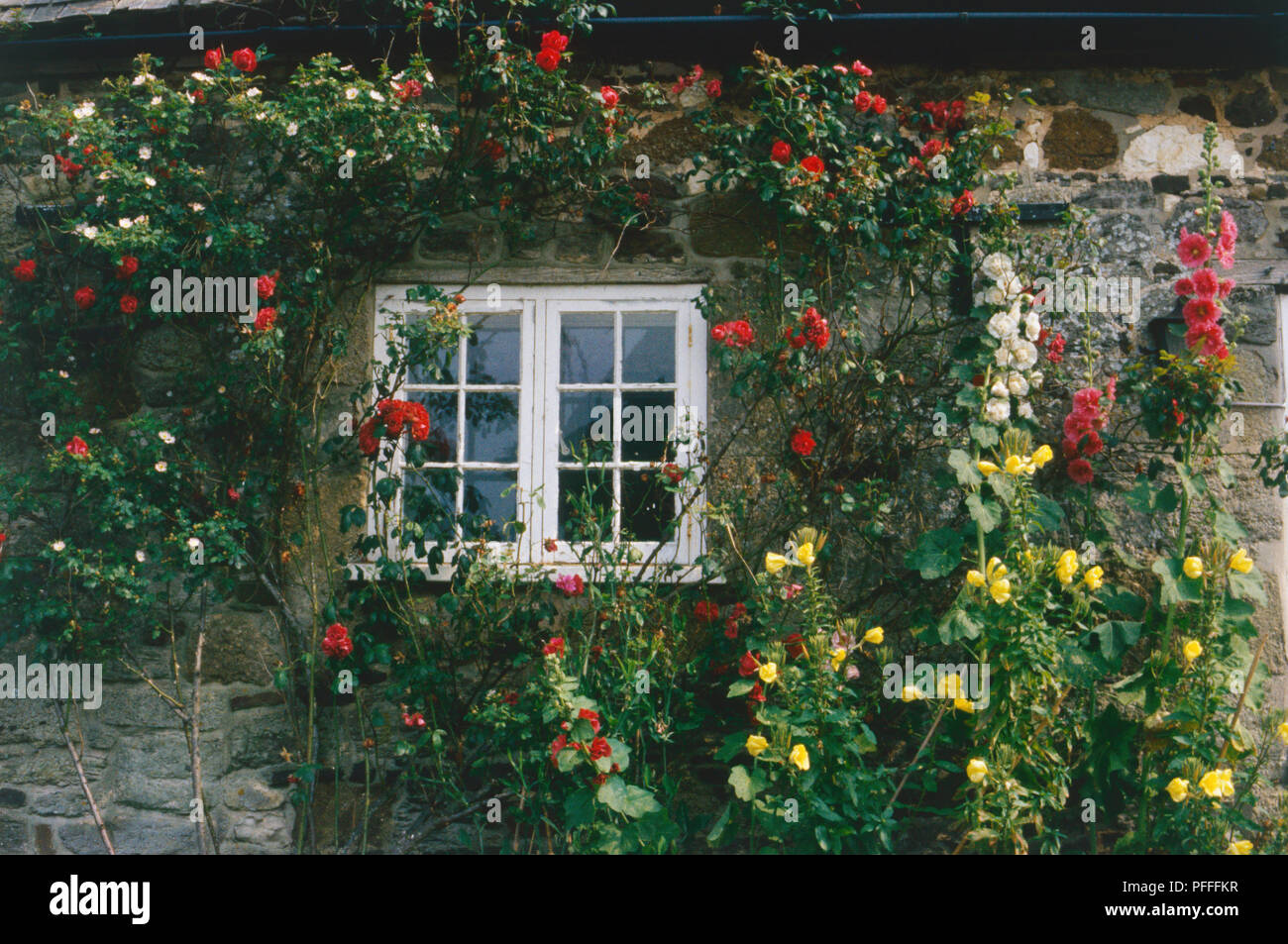 Red rose climbing stone cottage wall, white and red hollyhocks, evening ...