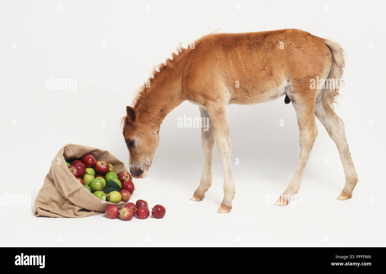 Male foal (Equus caballus) feeding from sack of apples, side view Stock ...